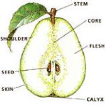 Inside Fruit – Science Projects