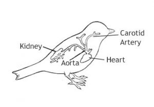 Parts of Birds – Science Projects