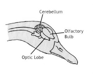 Parts of Birds – Science Projects