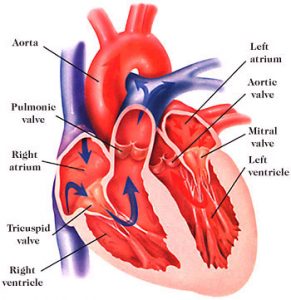 The Human Heart – Science Projects