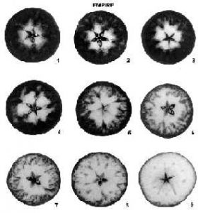 Test Apple Maturity – Science Projects